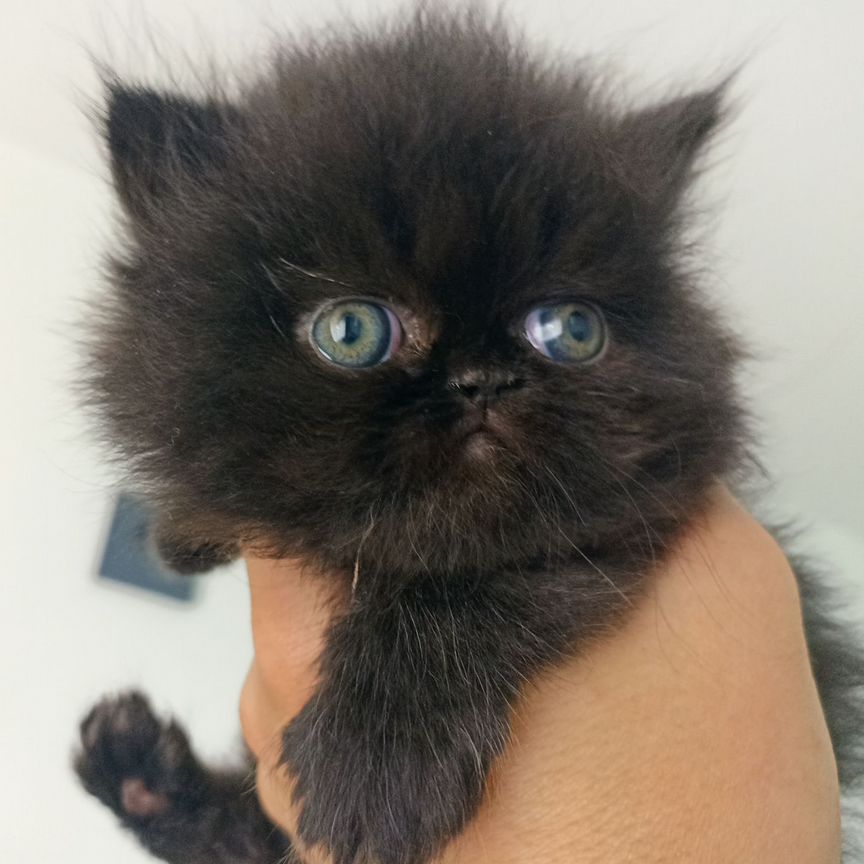 Персидский котёнок