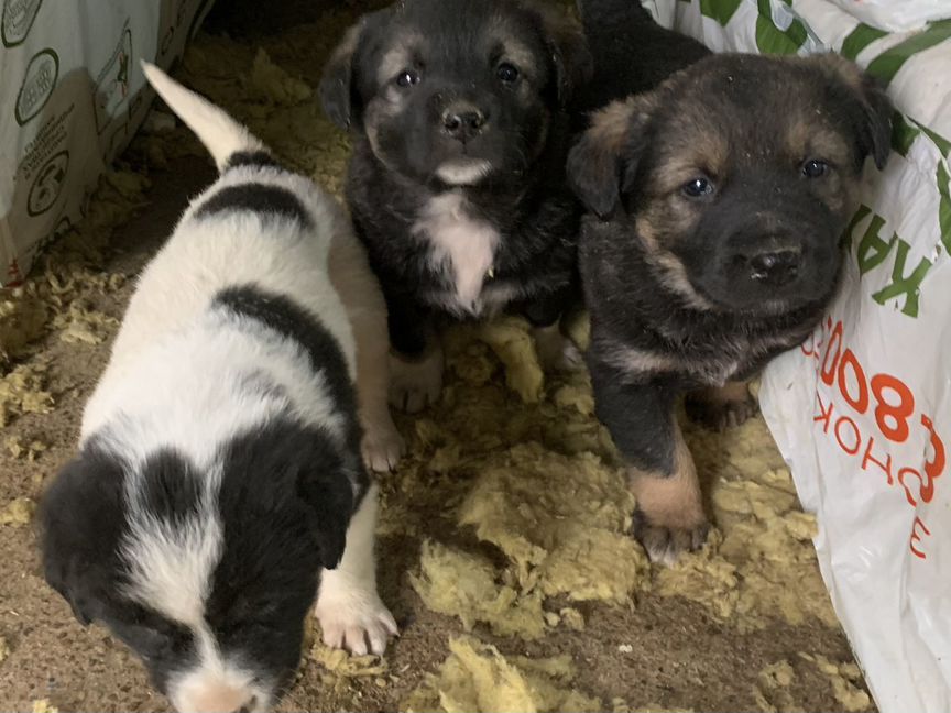 Щенки дворняшки в добрые руки