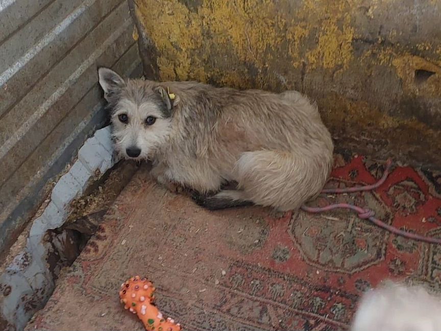 Собака в добрые руки