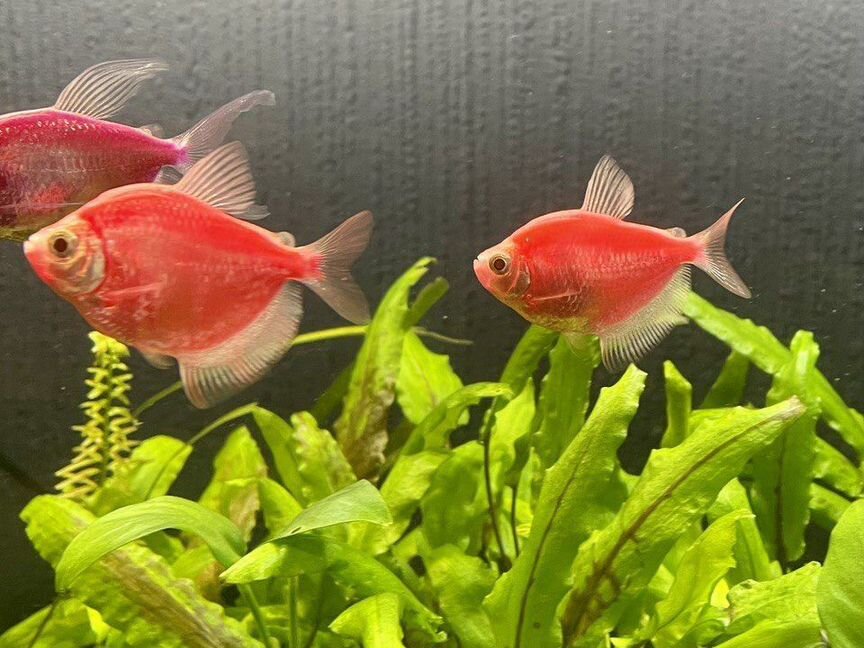 Тернеция 4 шт