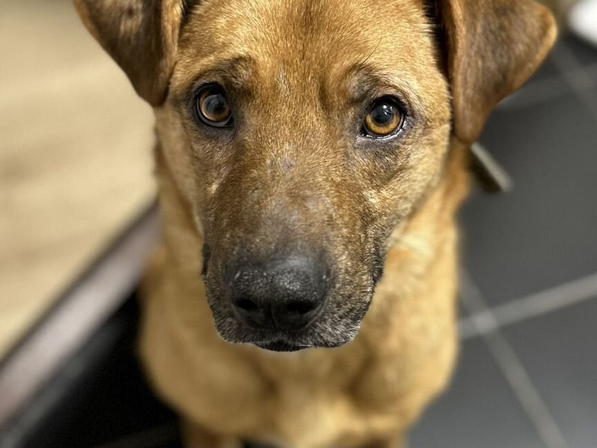 Собака в добрые руки