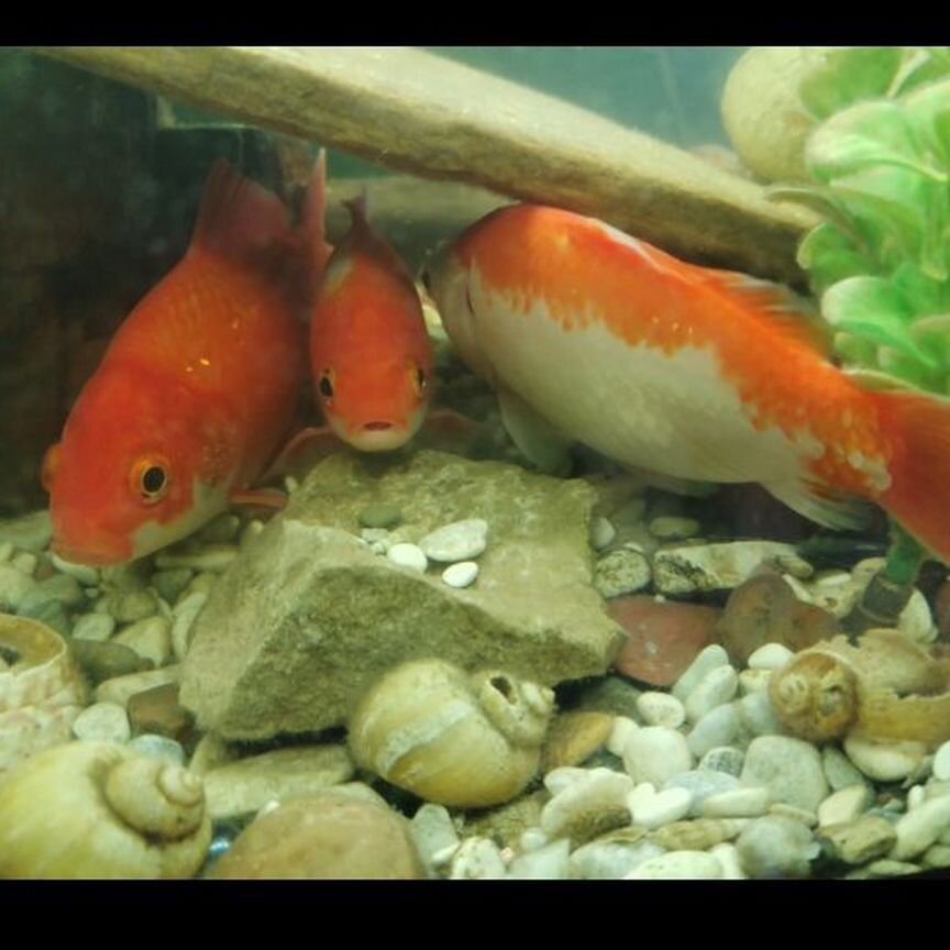 Молодь золотой рыбки