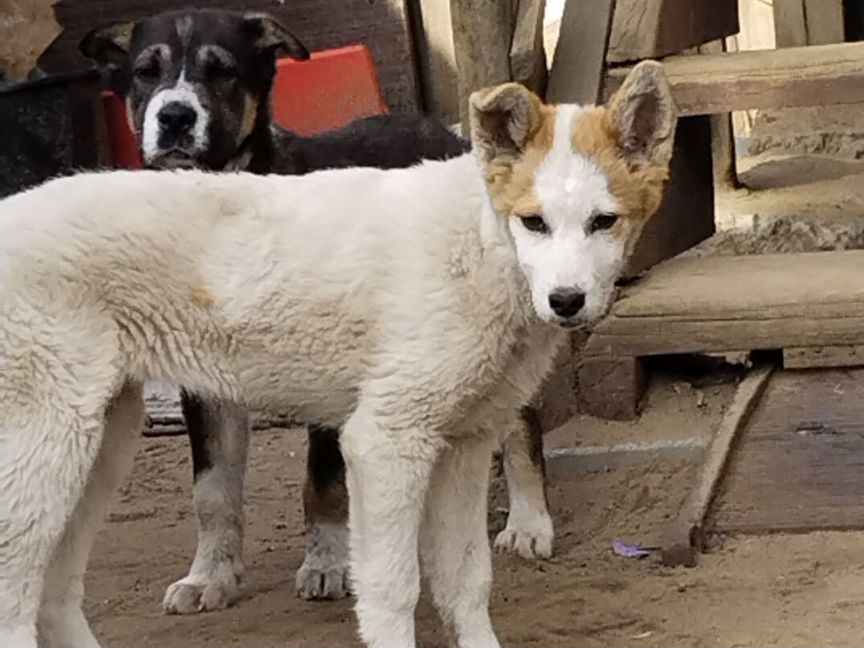 Щенки маленькой дворняжки