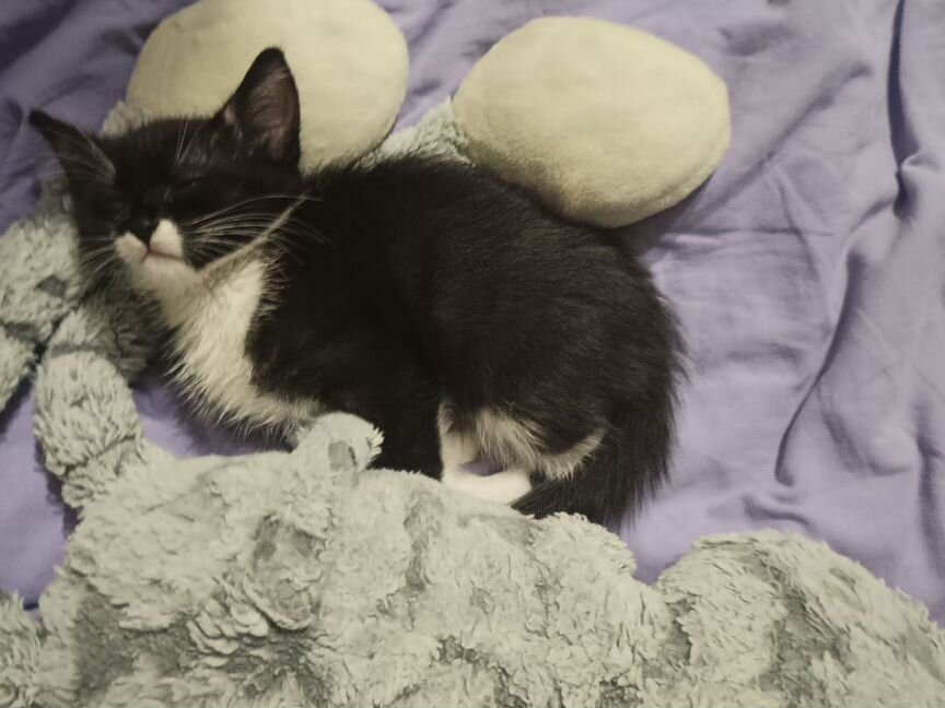 Отдам котенка бесплатно с преданным