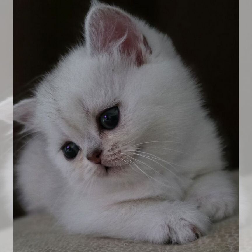 Шотландский прямоухий короткошёрстный котёнок