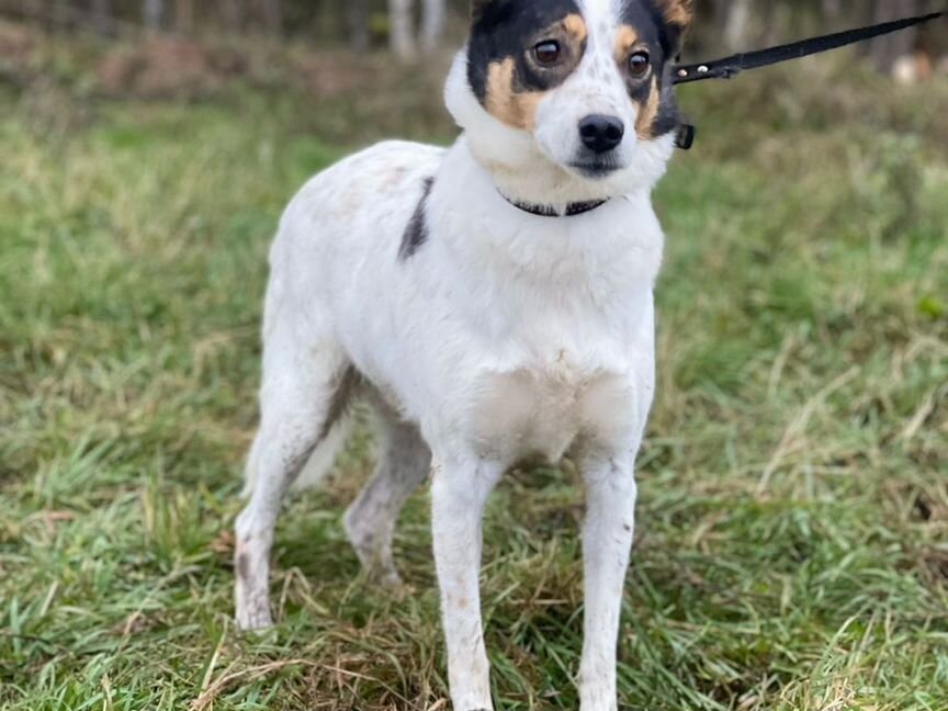 Собака в добрые руки