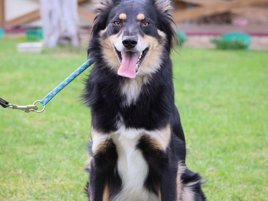 Кобель 1,5 года Сноу в добрые руки