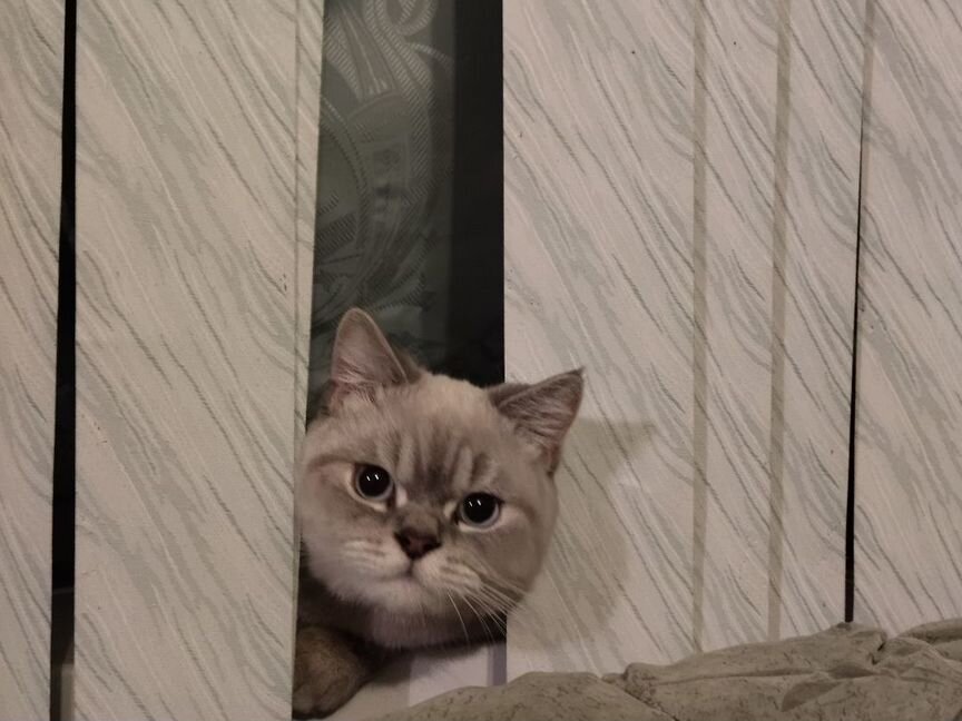 Продаю кота