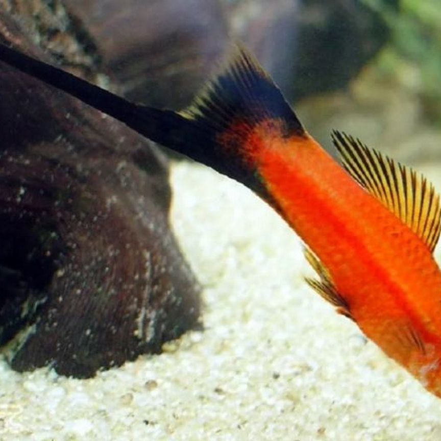 Аквариумные рыбки