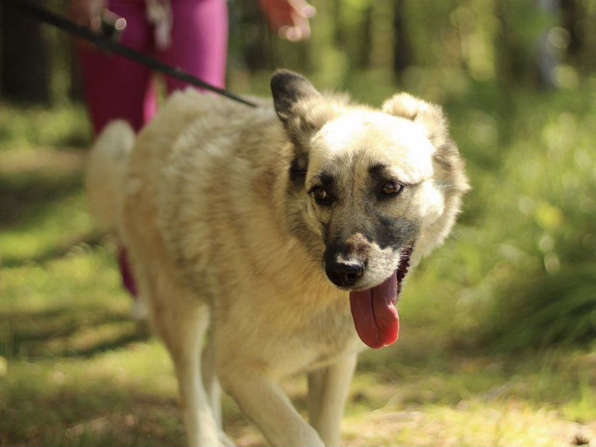 Собака девочка молодая в добрые руки