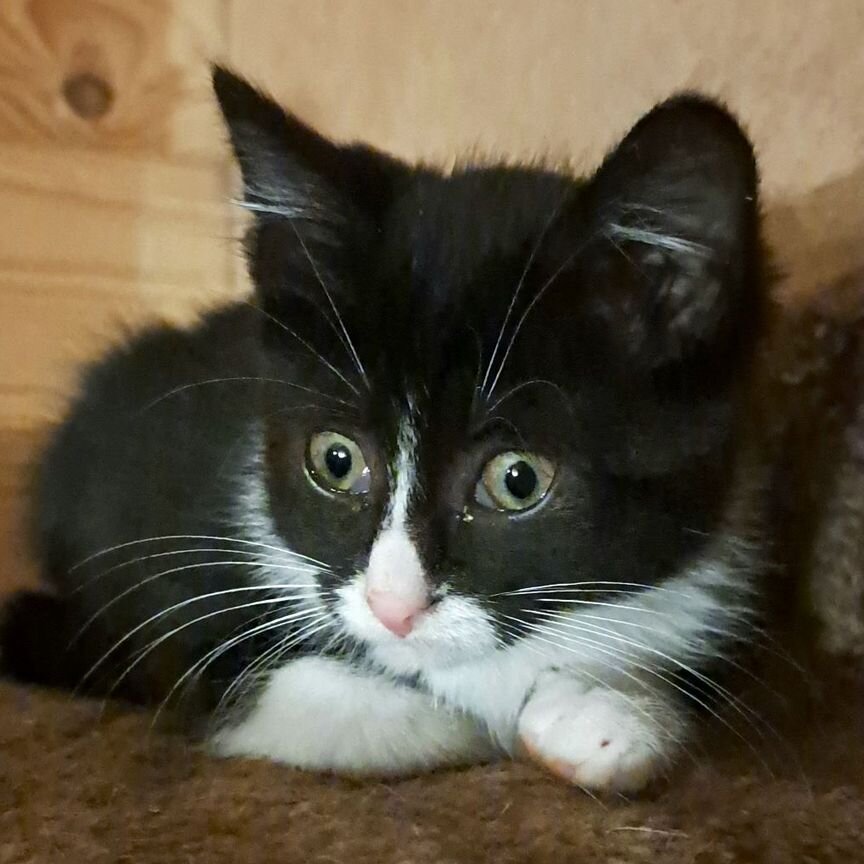 Ласковая девочка котенок 2 месяца