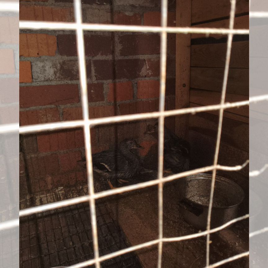 Подсадные утки