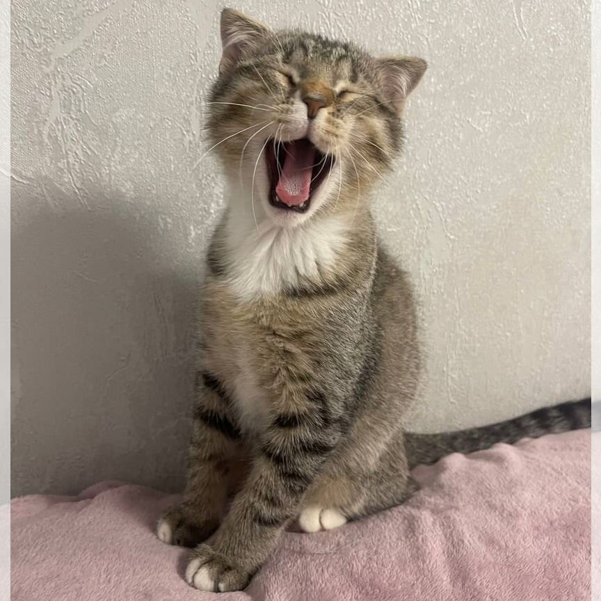 Котенок мальчик