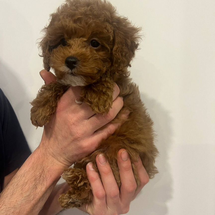 Мальтипу, щенок