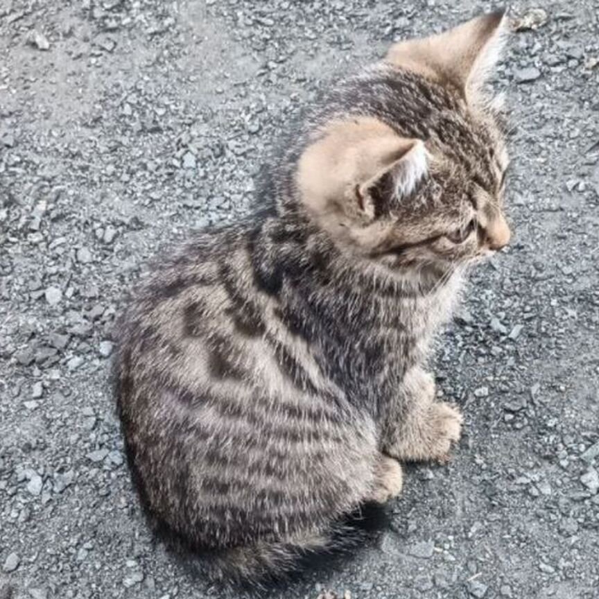 Котёнок, 2 месяца, девочка