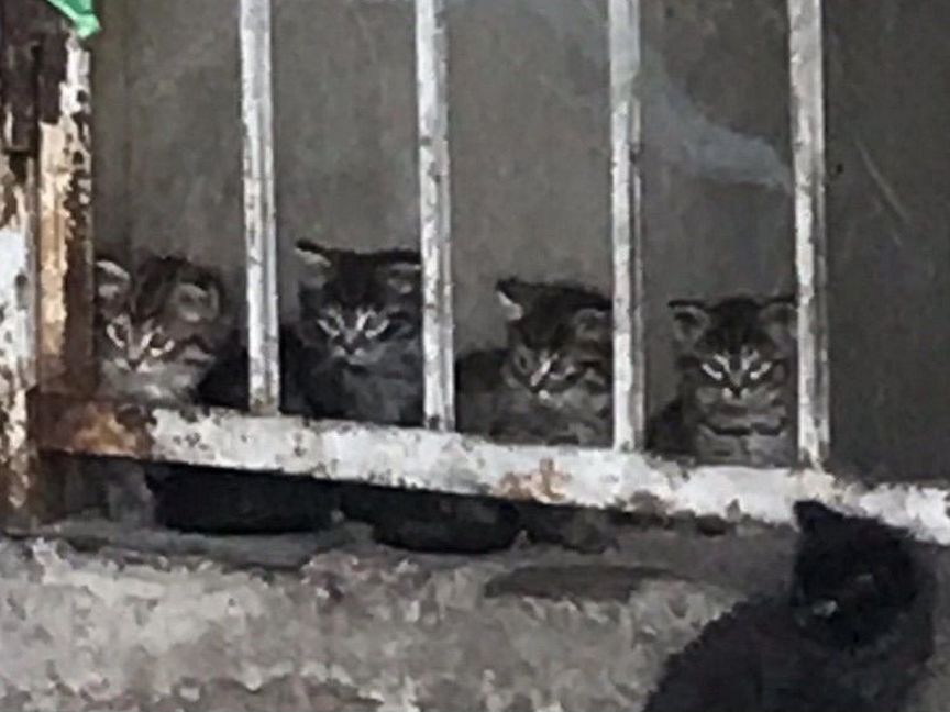 Дворовые котята ищут дом или передержку