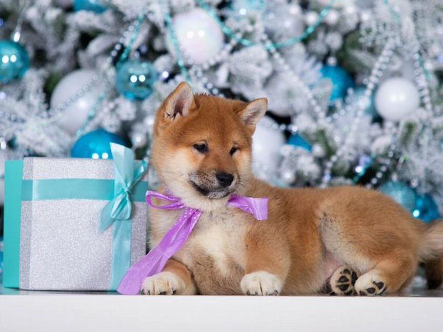 Потрясающие дети сиба