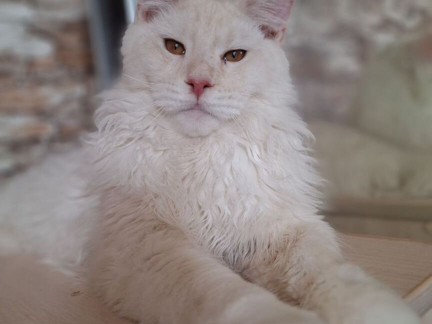 Племенной кот Моцарт Мейн Кун окрас Камео