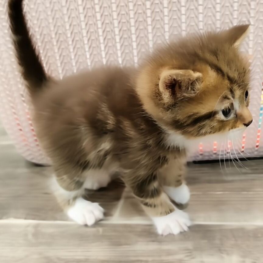 Шотландский прямоухий длинношёрстный котёнок