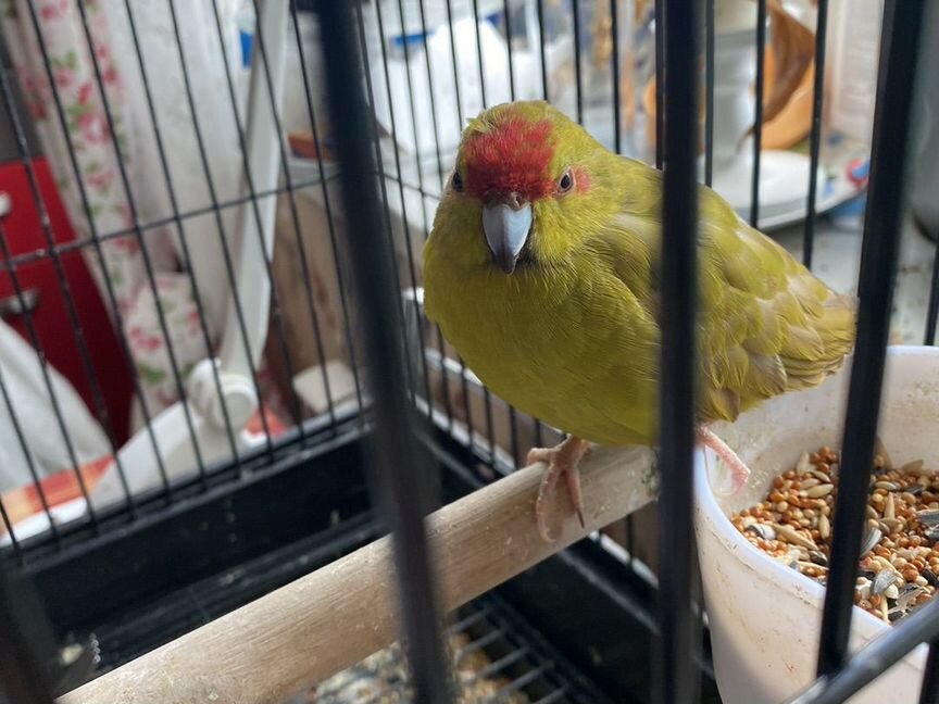 Попугай новозеландский кокарик