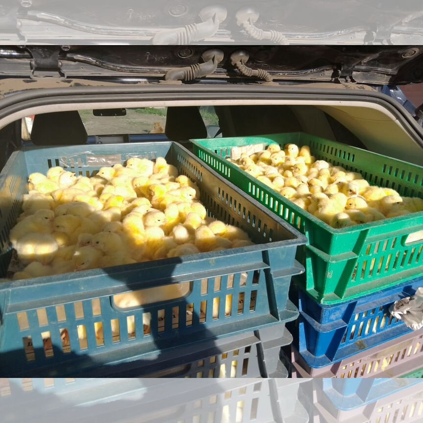 Принимаю заказы