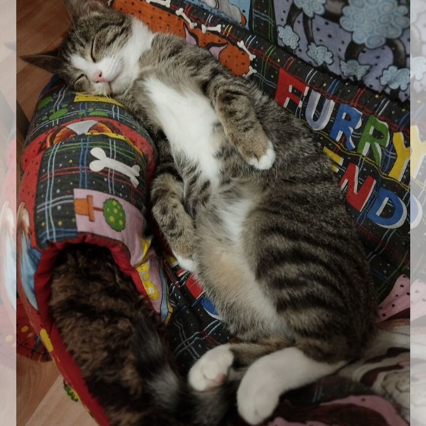 Котенок хорошим людям
