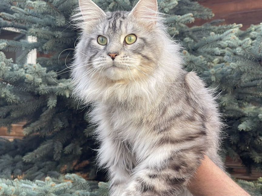 Мейн-кун кот