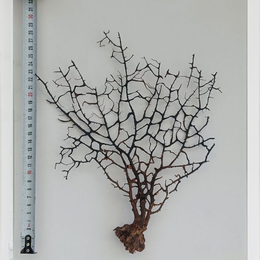 Коралл морской сухой