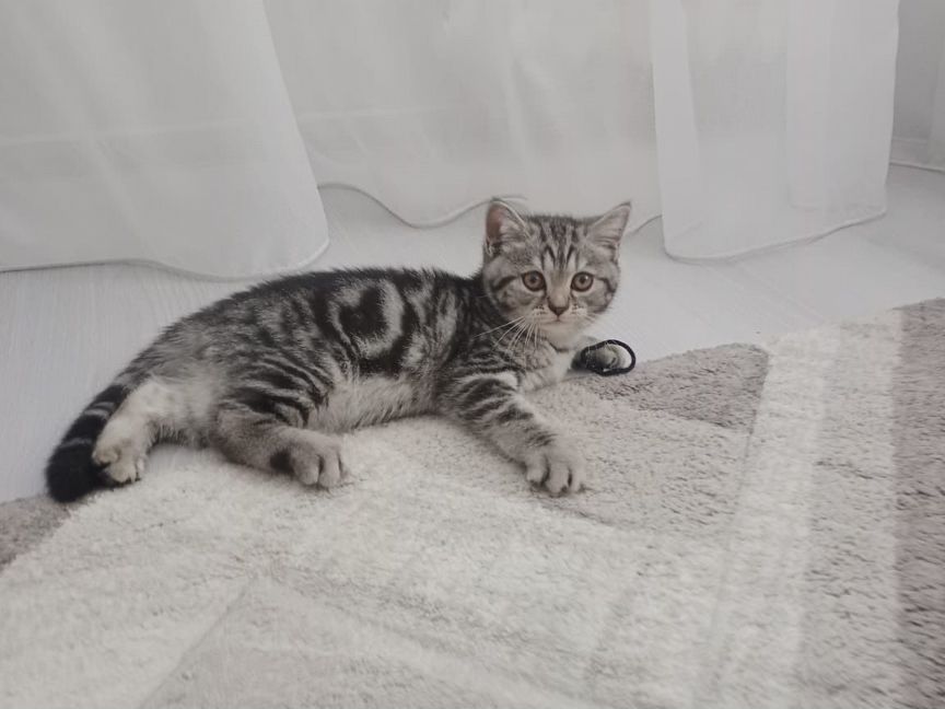 Шотландский котенок