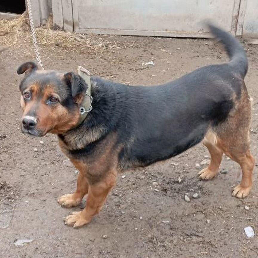 Немецкая овчарка, взрослая собака