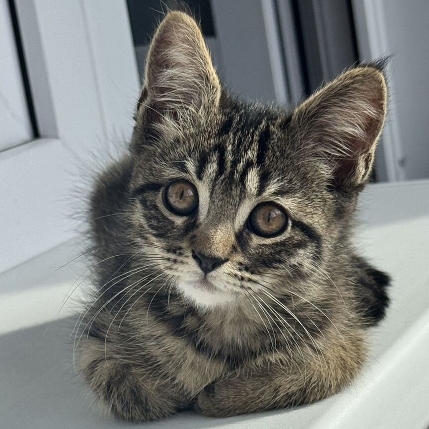 Кошечка в добрые руки