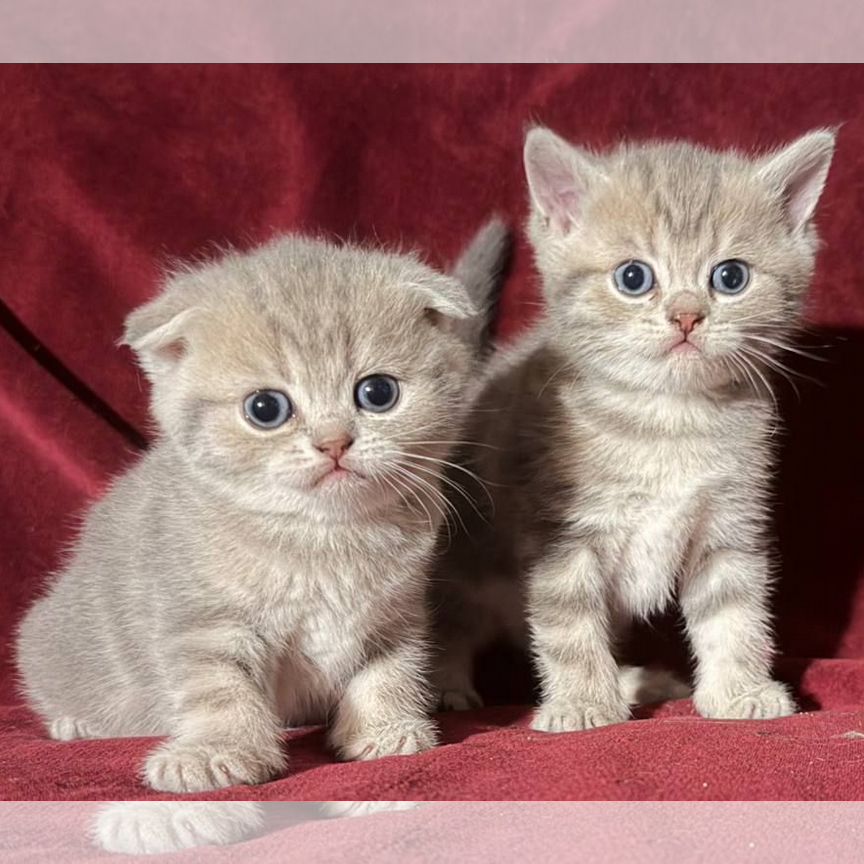 Манчкин котёнок