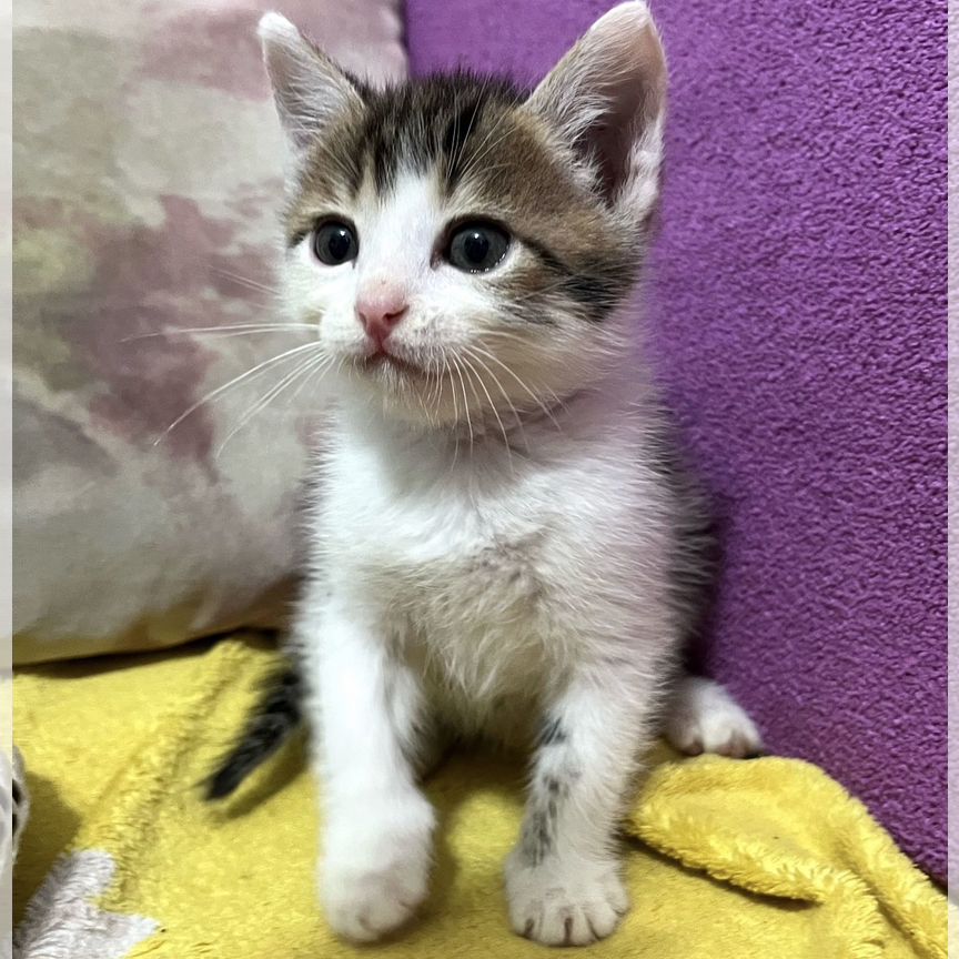 Котята ищут надежный Дом