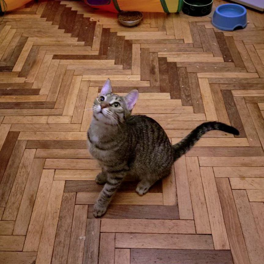 Котёнок в добрые руки