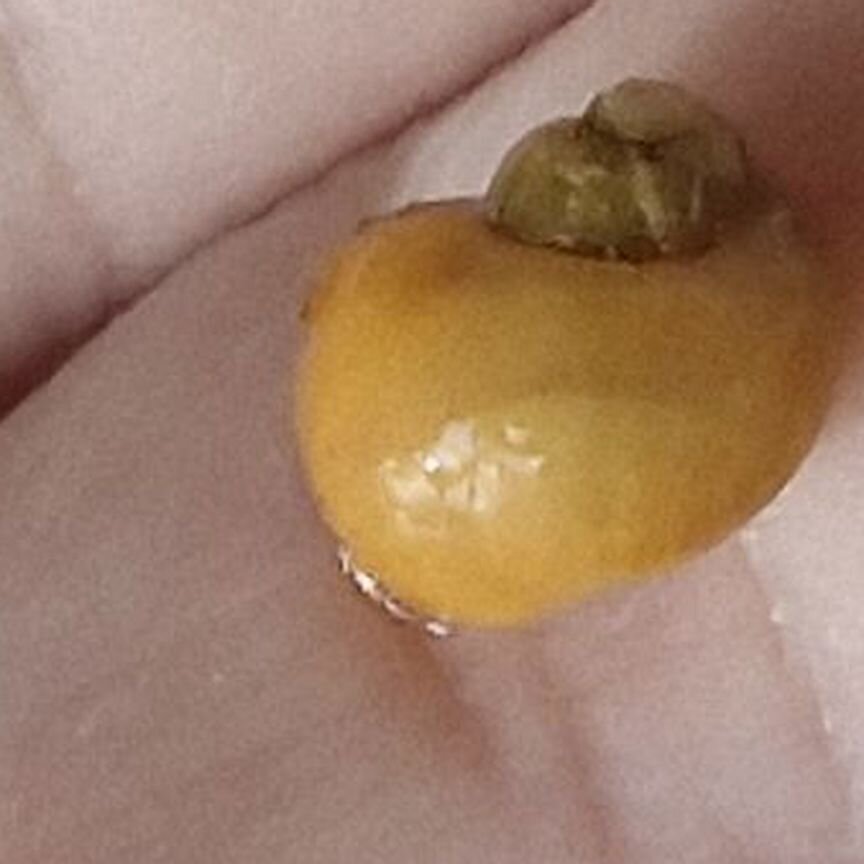 Улитка ампулярия