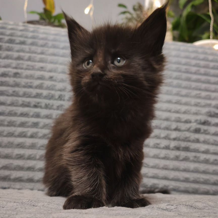 Мейн-кун котёнок