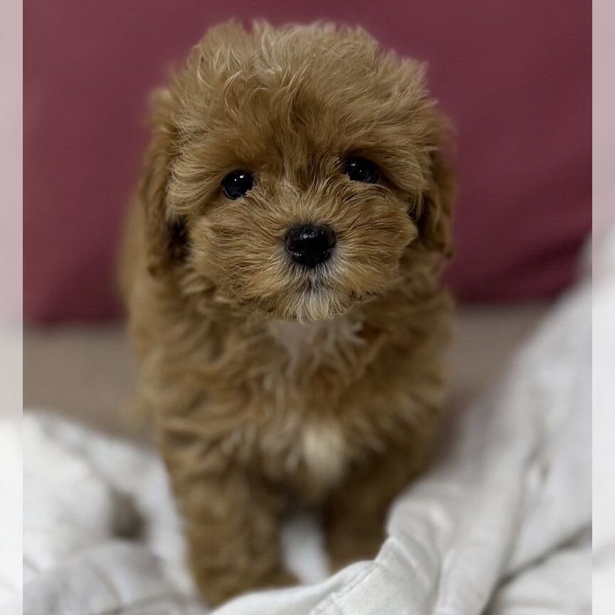 Мальтипу, щенок