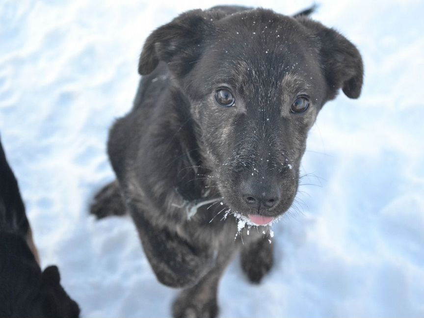 Щенок мальчик в добрые руки подросток