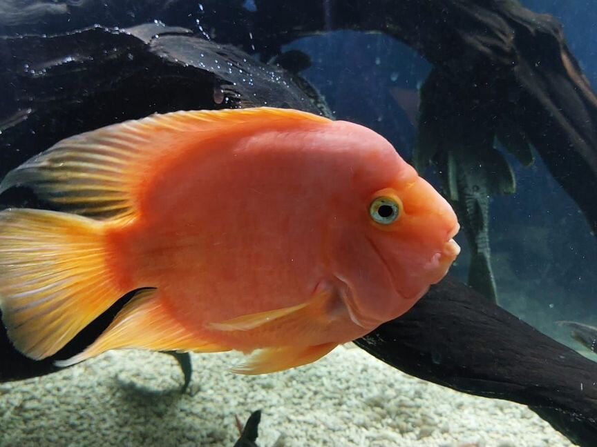 Продам трехгибридных попугаев