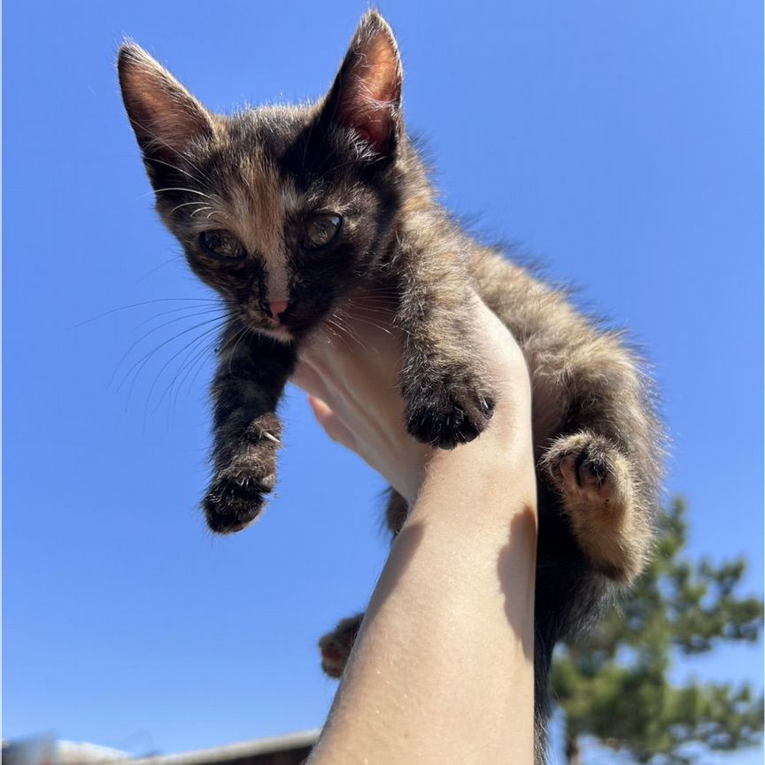 Котёнок в добрые руки