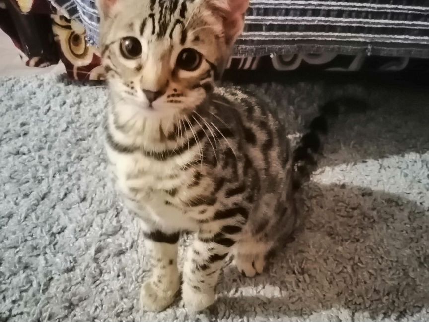 Бенгальская кошка