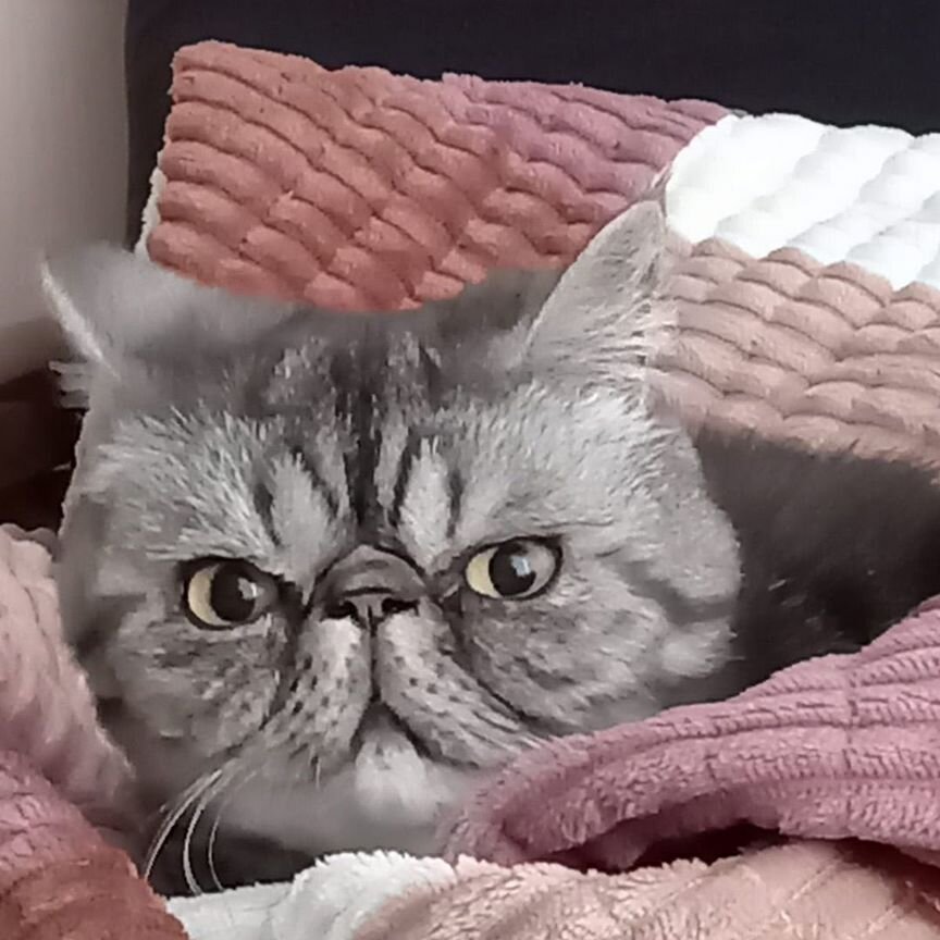 Кот экзот