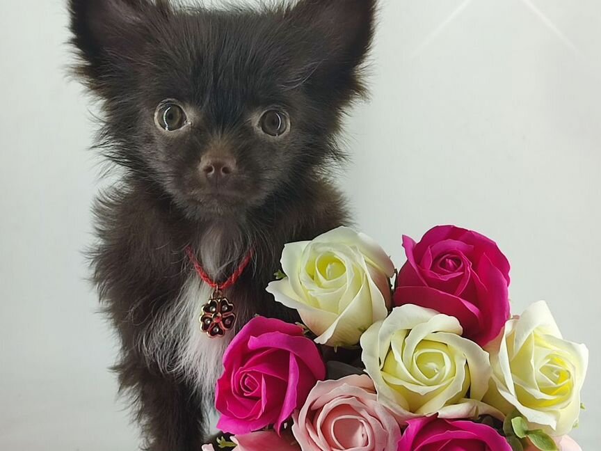 Шоколадная мини девочка