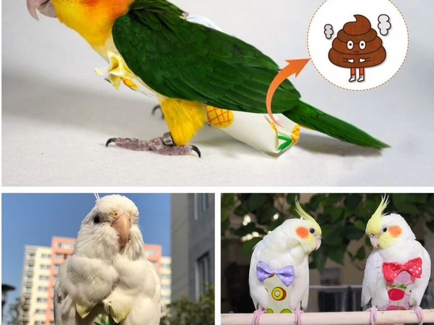 Подгузник для птиц, для попугая