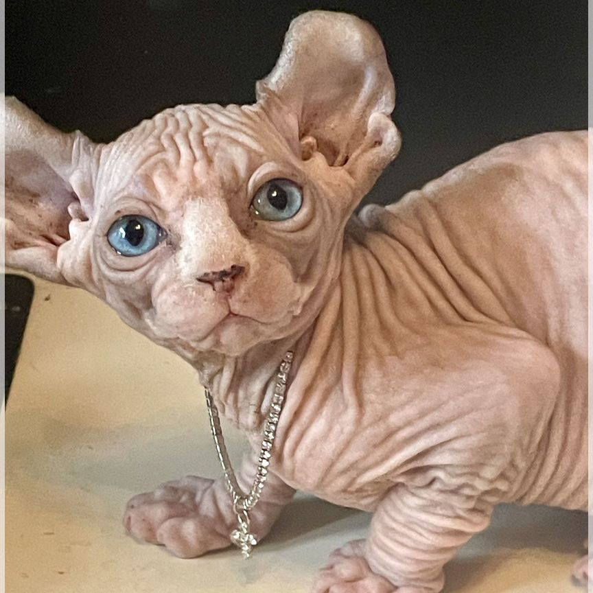 Эльф котёнок