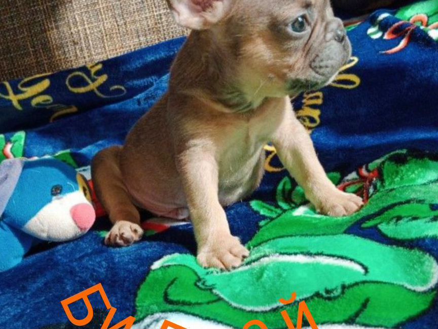 Бульдожка миник