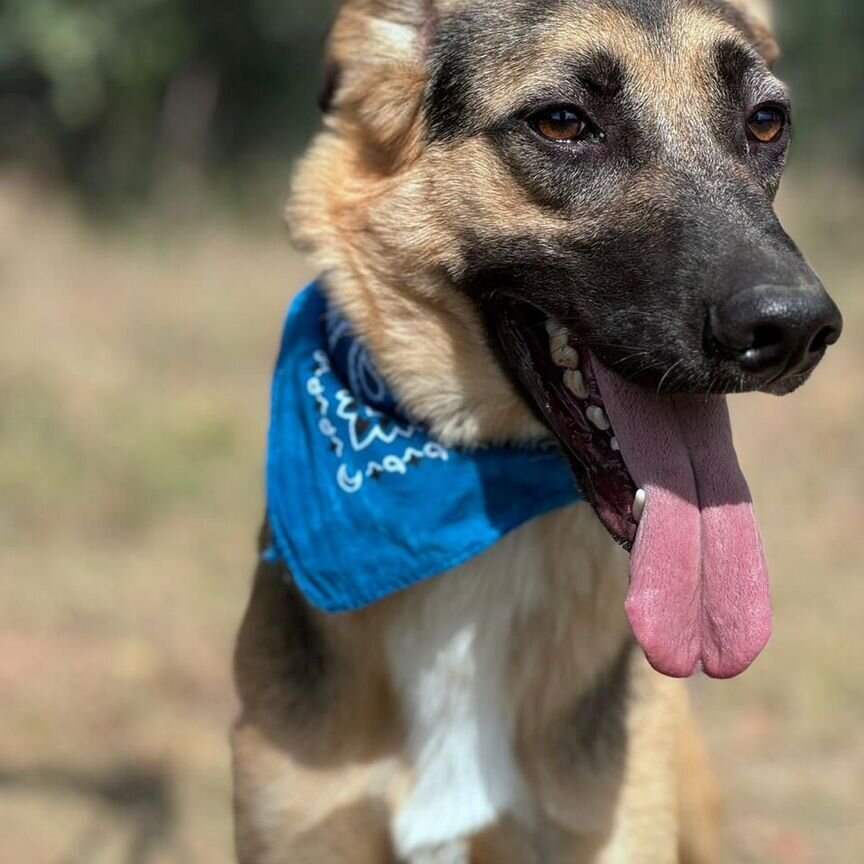 Собака в добрые руки отдам бесплатно