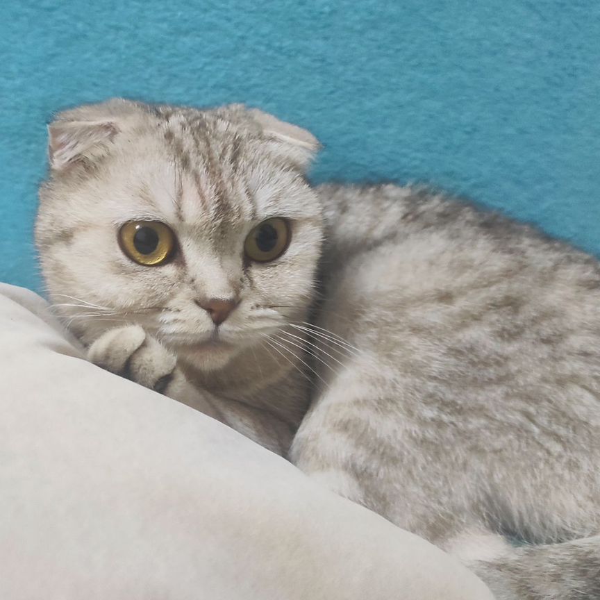 Британская вислоухая кошка