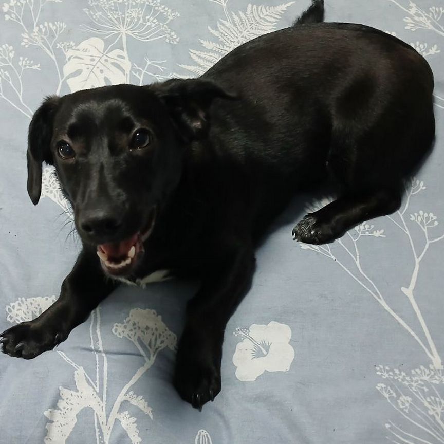 Щенок в добрые руки