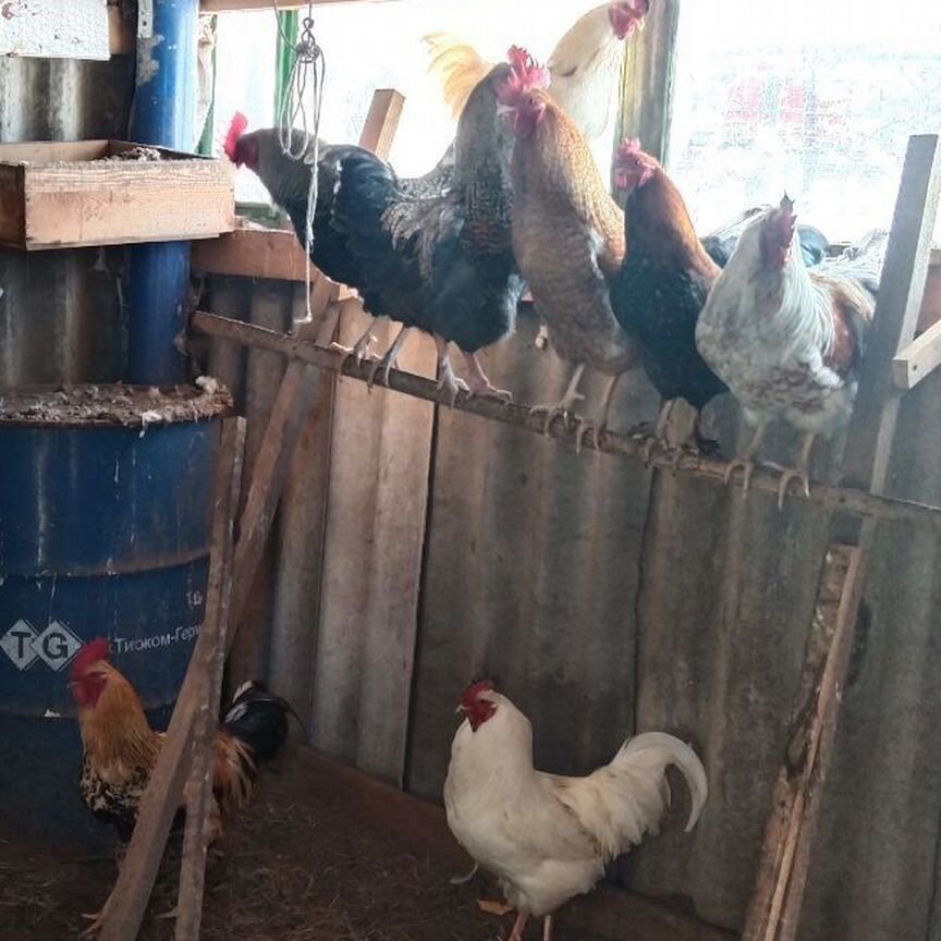 Молодые петухи